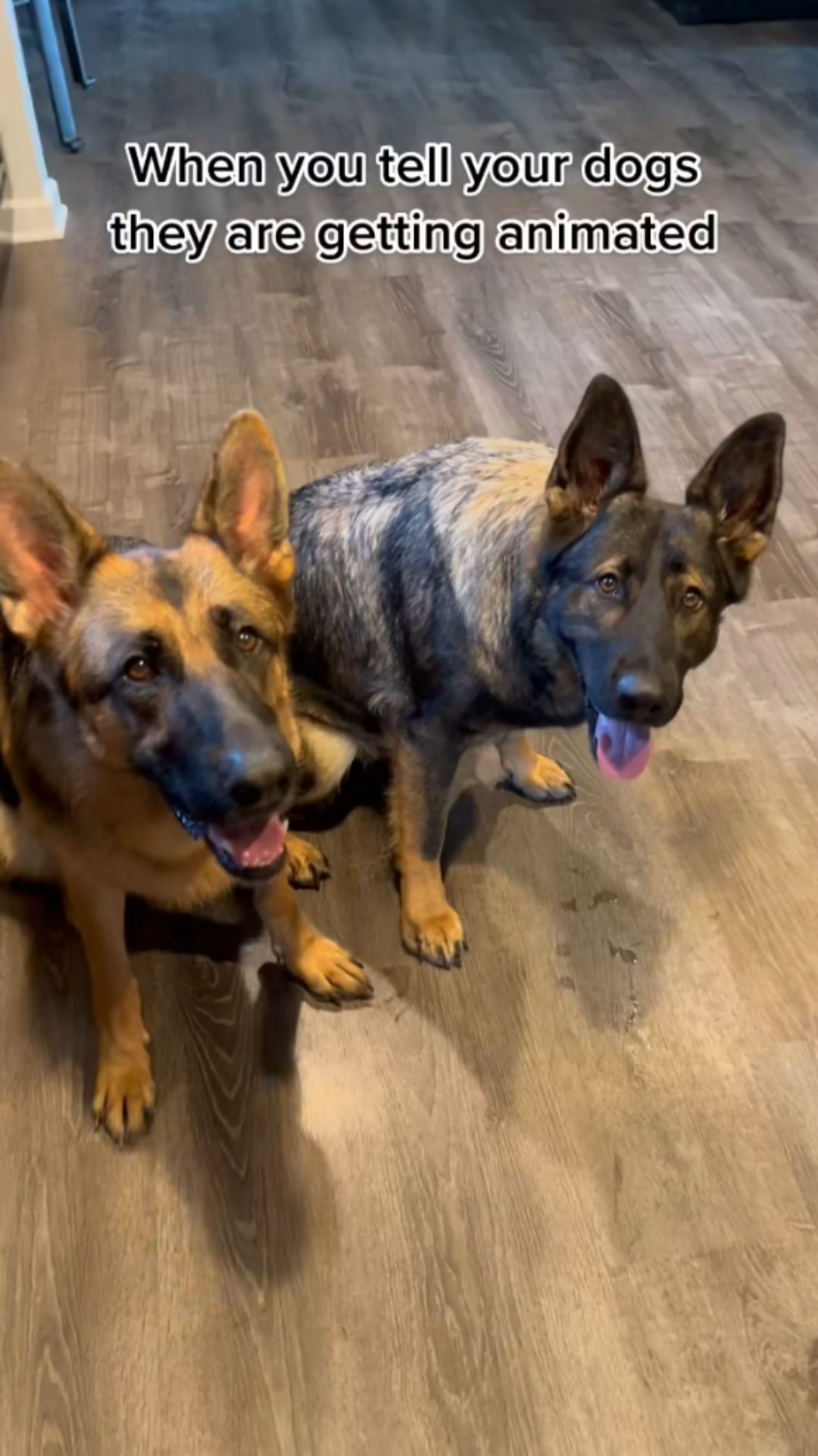 Turn your dogs into amazing cartoon characters