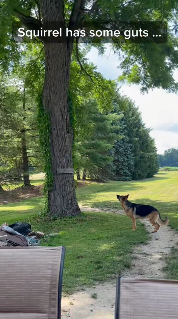 Legend says the squirrel never came down again