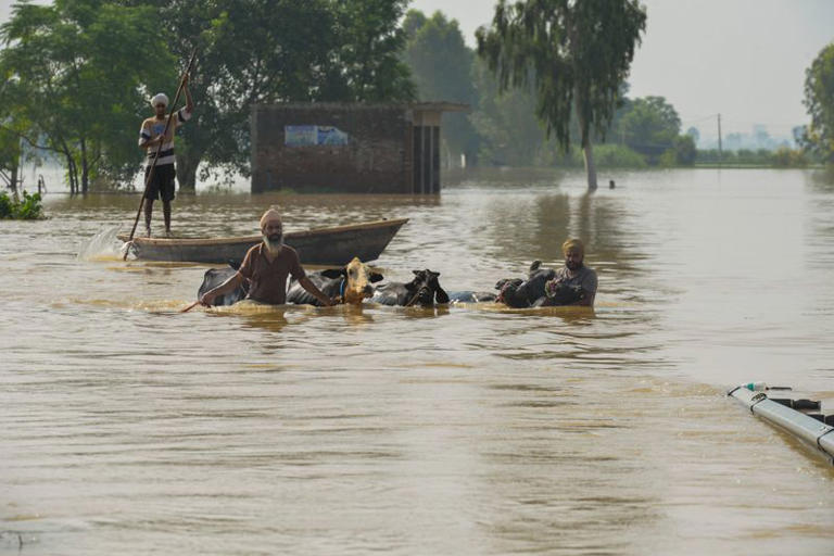 Punjab floods of 2025 featured as case study in new class 9 NCERT ...