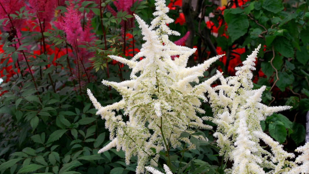 Caring for healthy, blooming astilbe plants