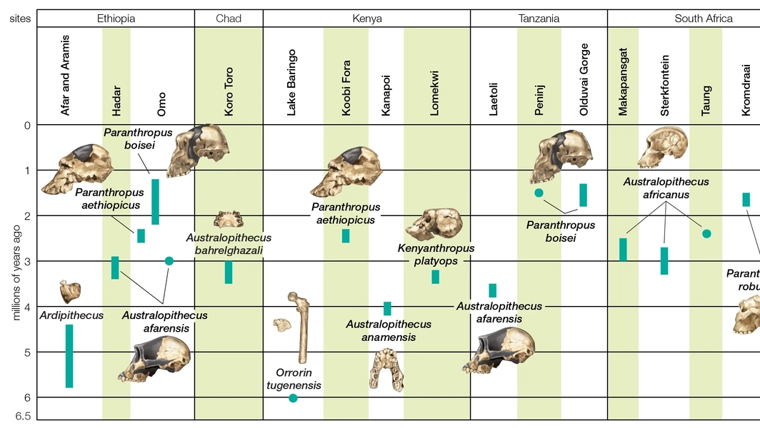 Findings that redefine human origins