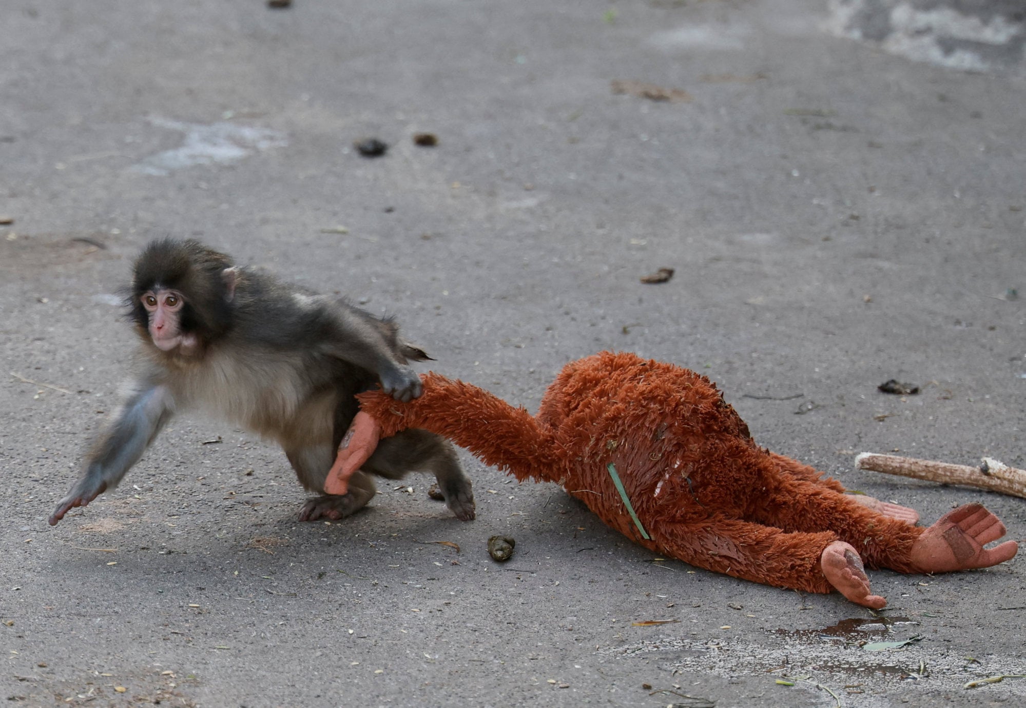 Laser aimed at Punch the Monkey in Japan prompts zoo’s 'unacceptable ...