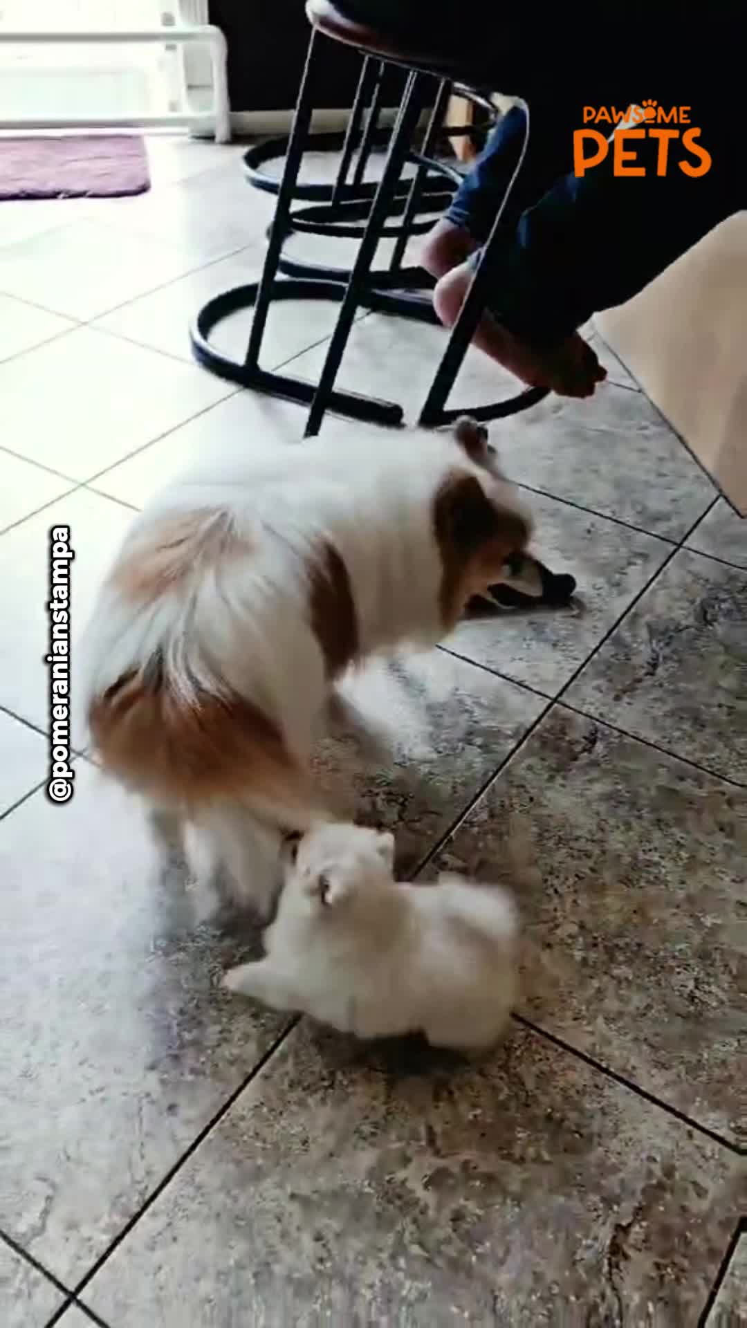 Big dog has unexpected companion