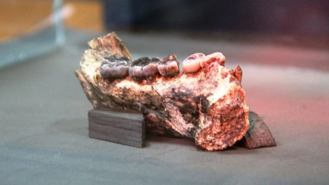 Findings that redefine human origins