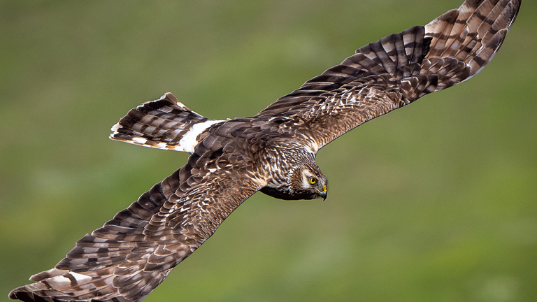Rare bird vanishes in 'Bermuda Triangle' area after harness ...