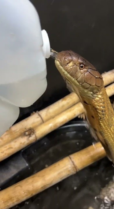 King cobra takes a bath!