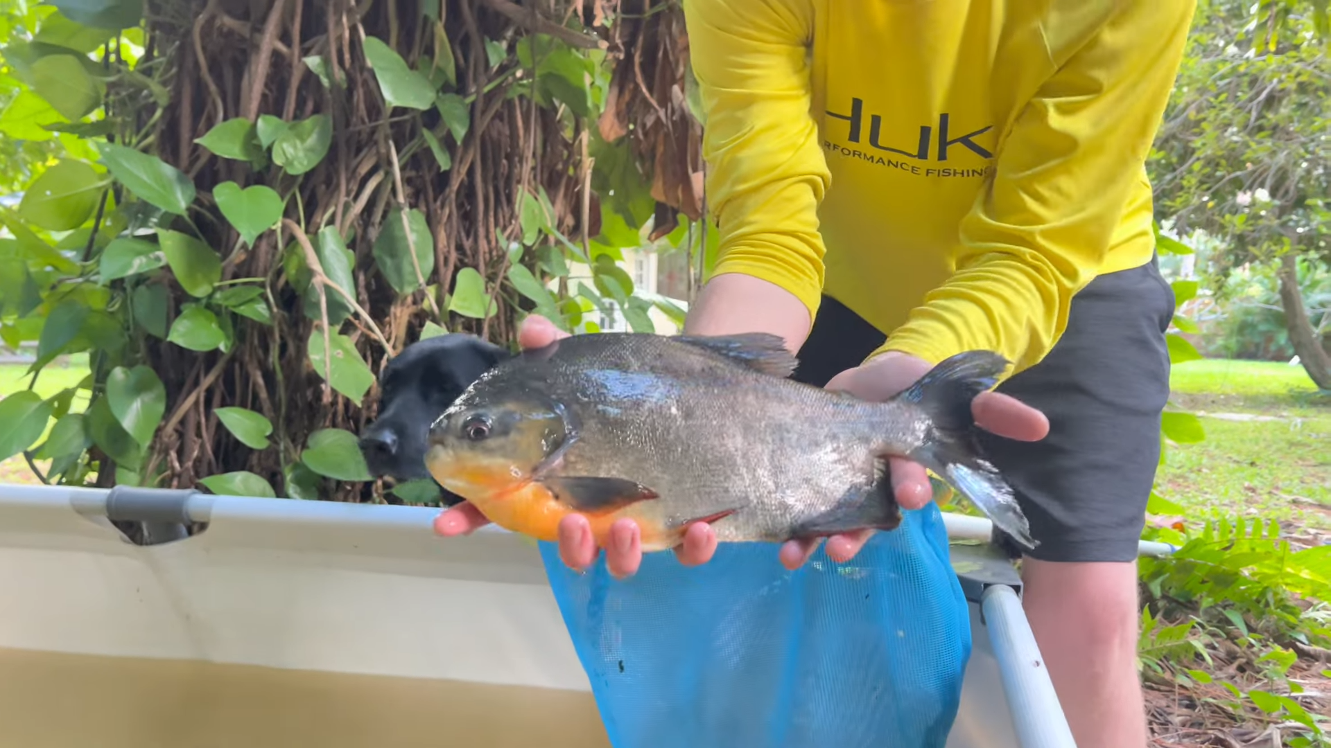 He caught a rare piranha-like fish that can grow into a 60-pound monster