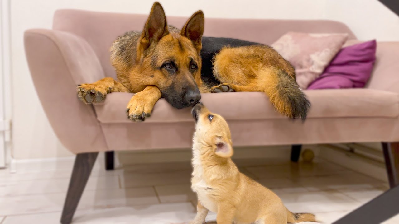 Tiny puppy demands attention from a German shepherd