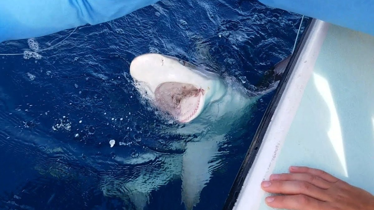 The ocean turned into chaos when sharks started attacking every catch