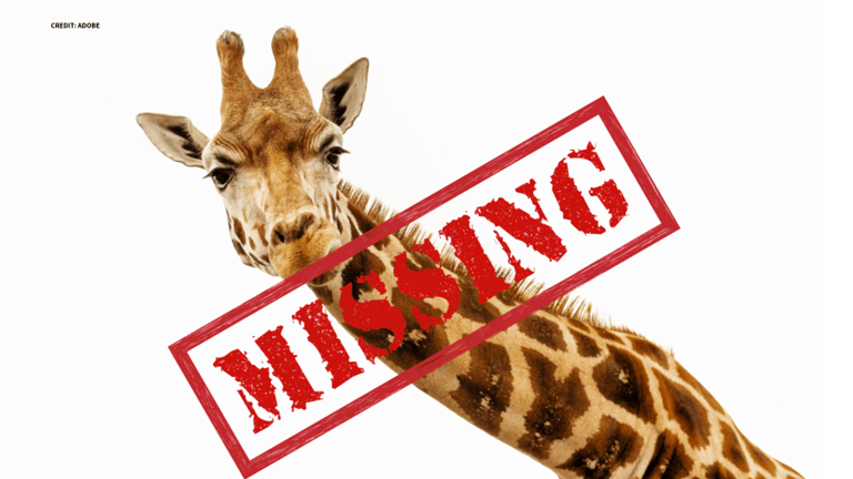 Missing: One giraffe, answers to Gracie, last seen in Texas