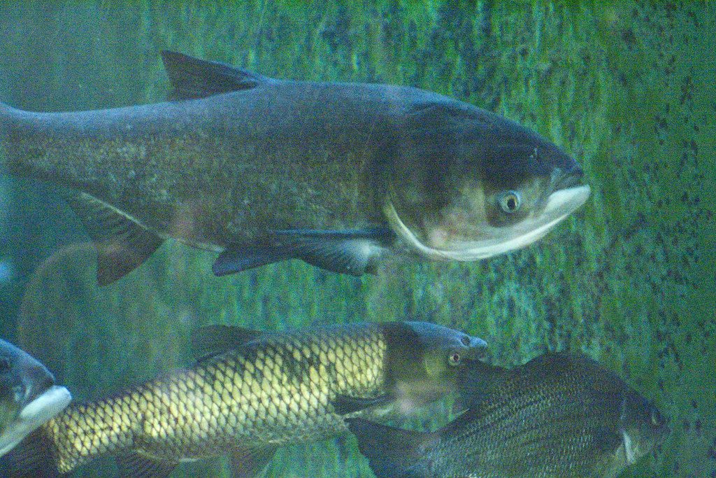 Invasive species quietly causing big problems across America