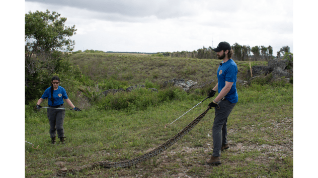 Snake hunters compete for $25,000 wrangling Burmese pythons in the ...