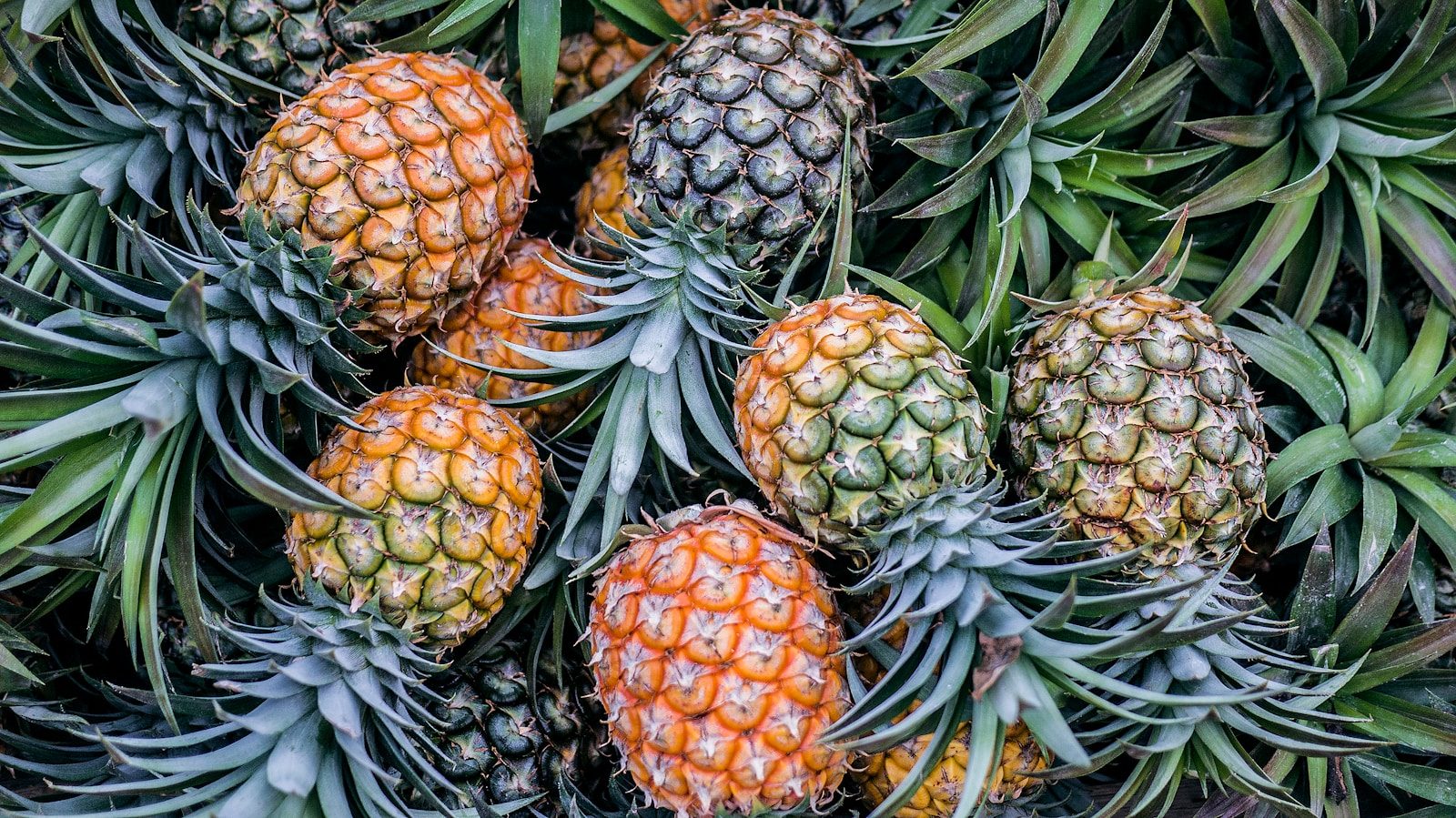 8 tips to grow mini pineapples at home