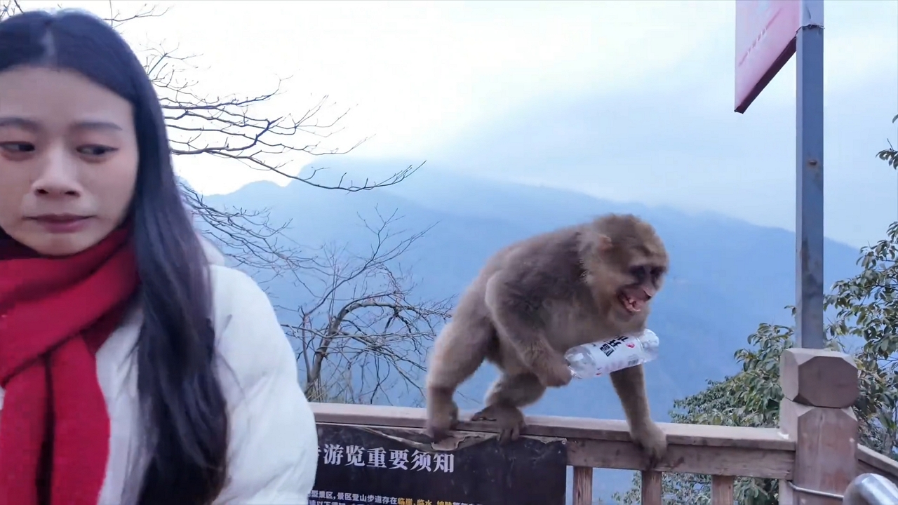Sneaky monkey swipes water bottle mid-photo shoot