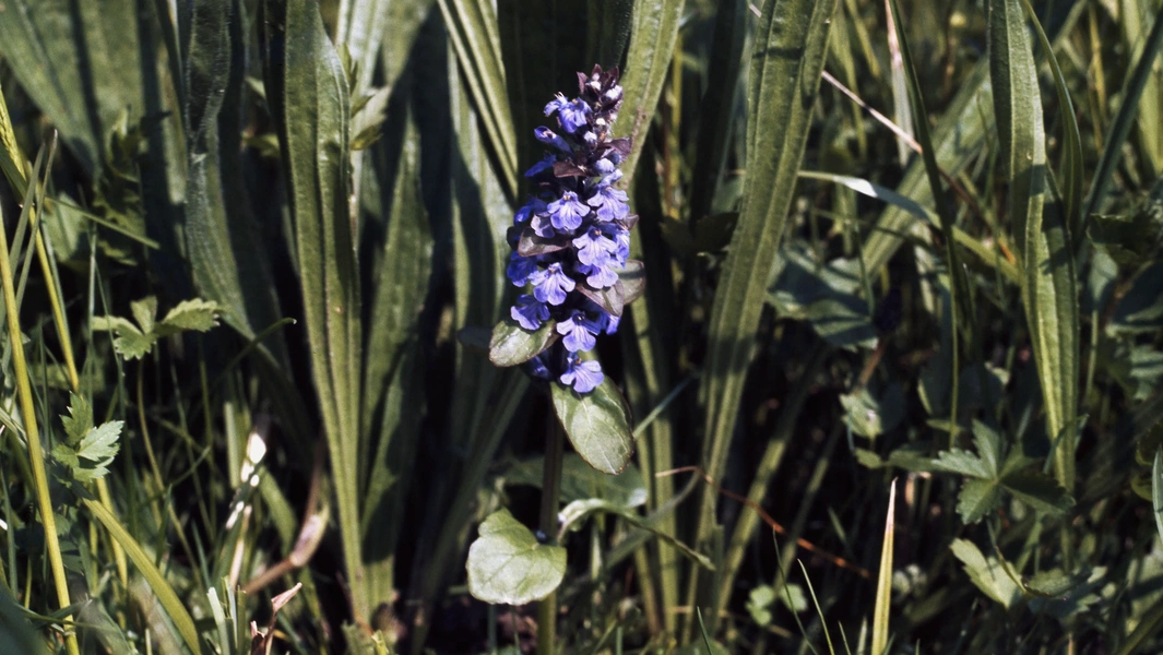 16 hardy ground covers for weed control and erosion