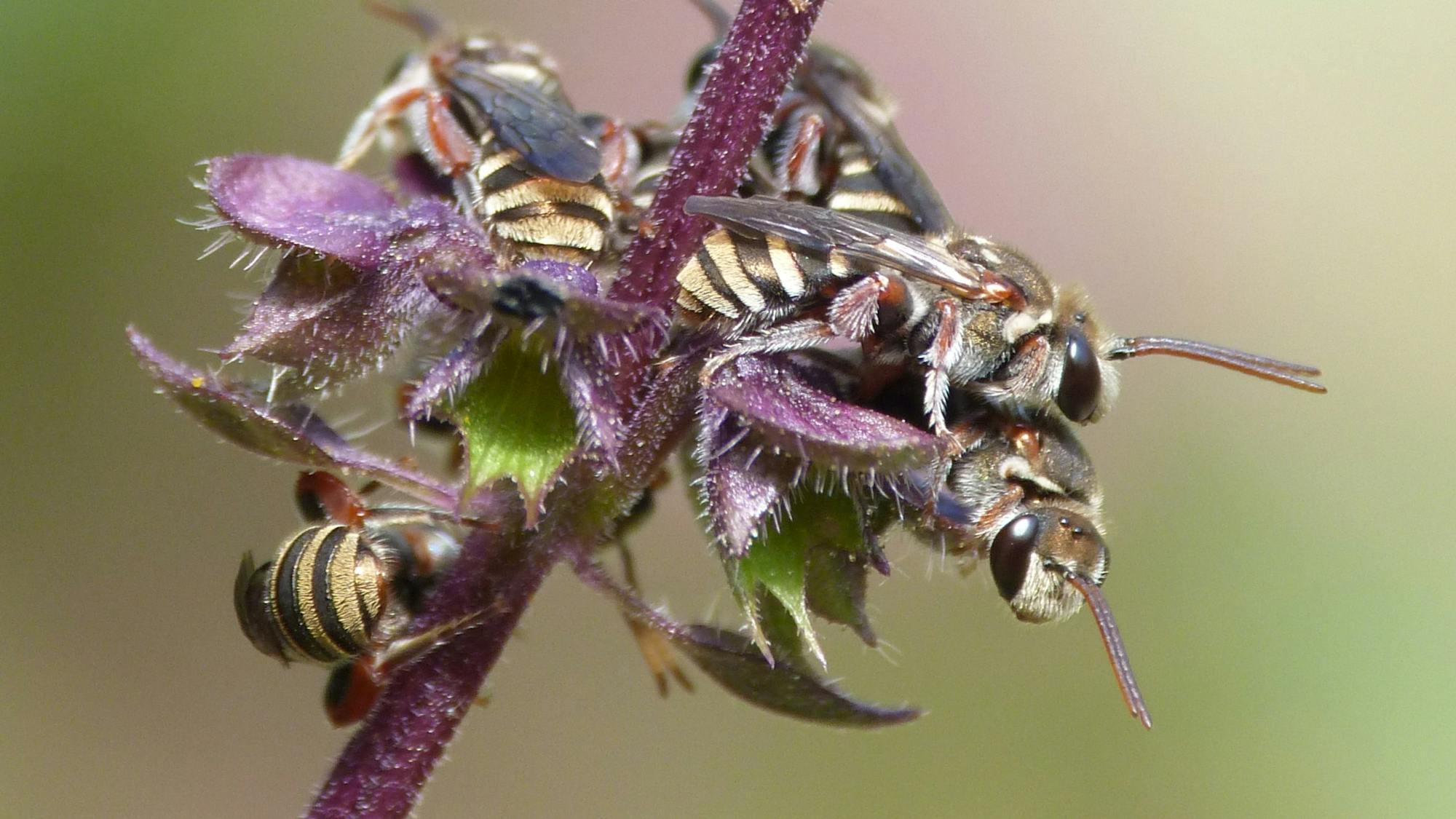 Most bees are solitary and don’t live in hives. Climate change risks ...