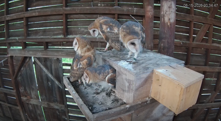 Tragedy befalls North Carolina's famous barn owl reality show. One owl ...