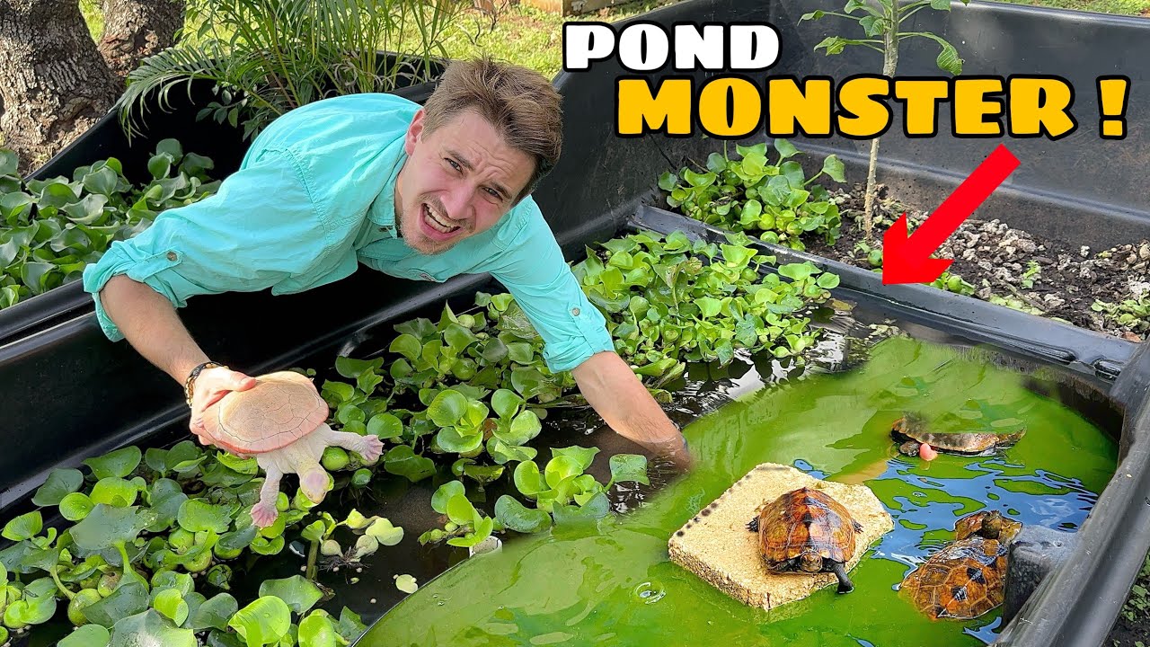 My pond monsters needed help before the freeze