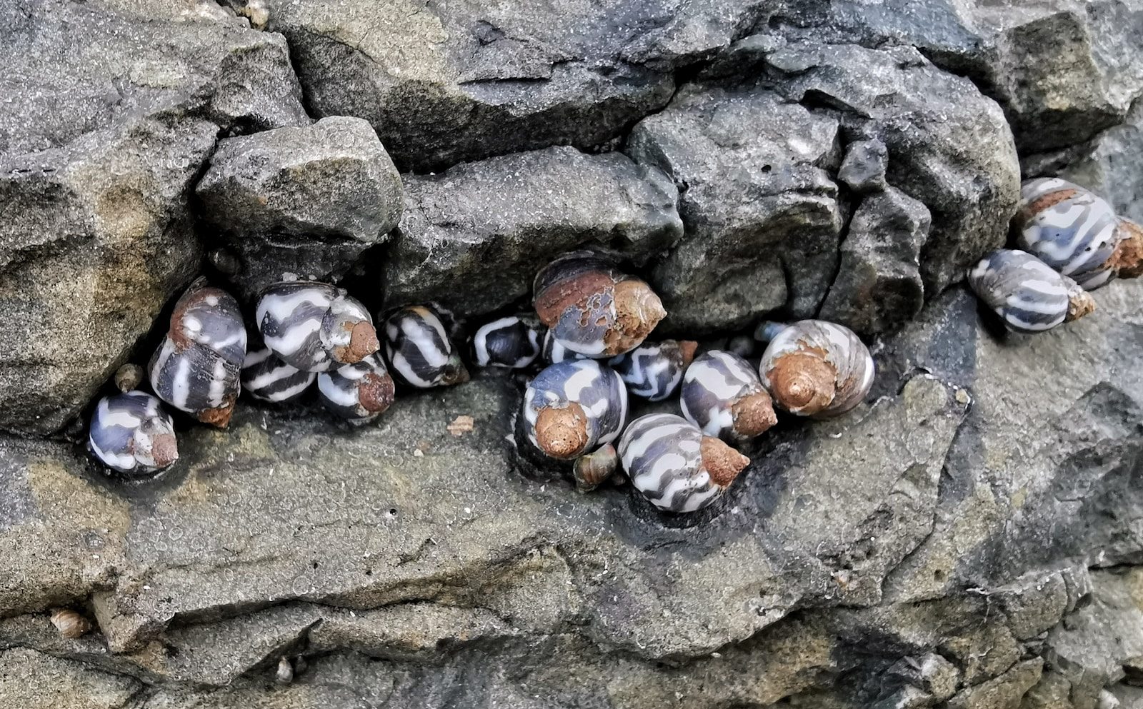 Invasive species quietly causing big problems across America