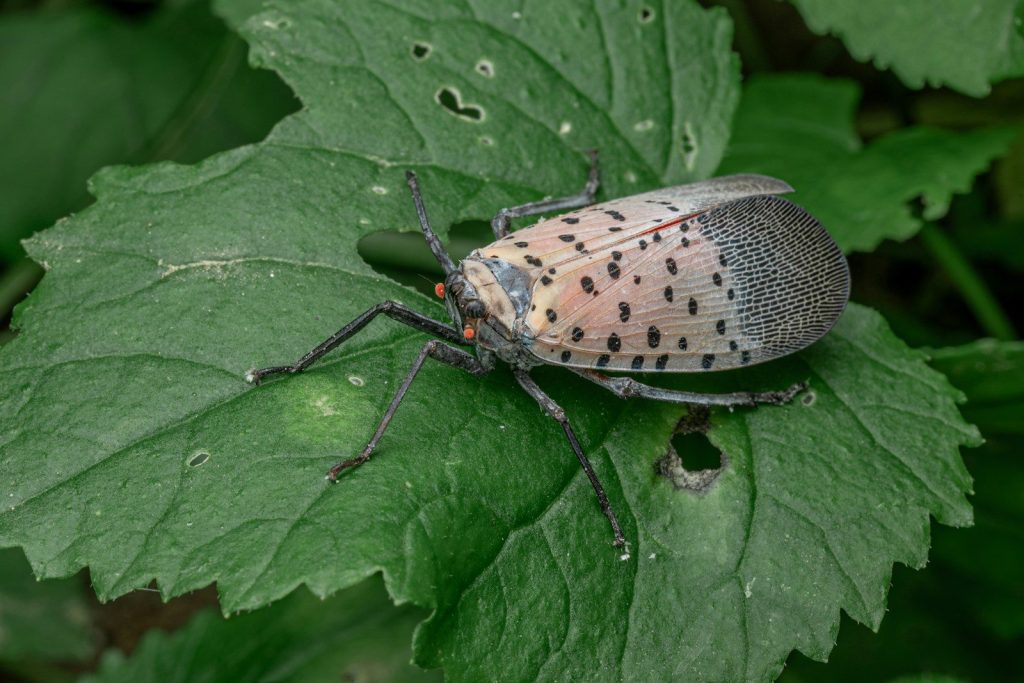 Invasive species quietly causing big problems across America
