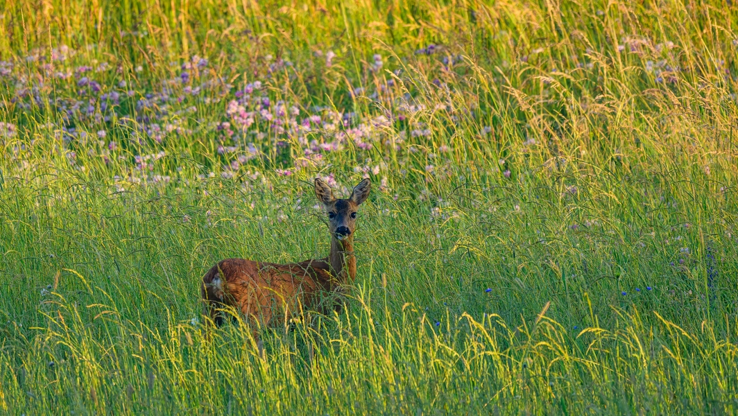 Mastering light, timing, and ethics in nature photography