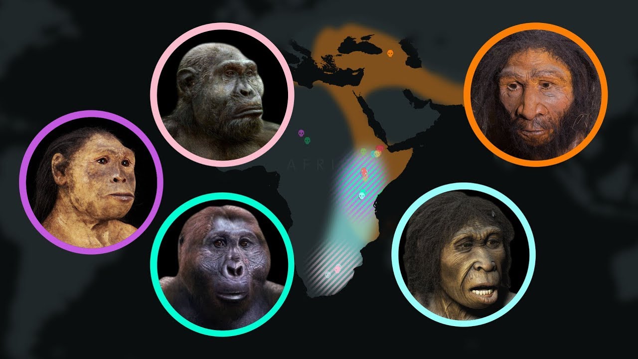 Hominid vs hominin - The crucial difference in human evolution explained