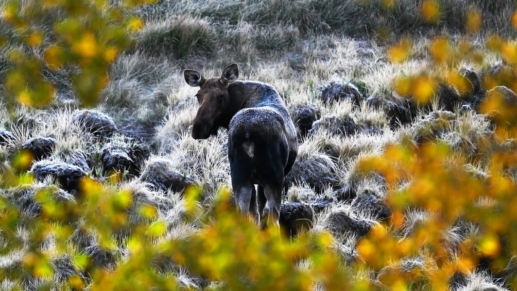 CU Boulder study finds moose long native to Colorado Rockies