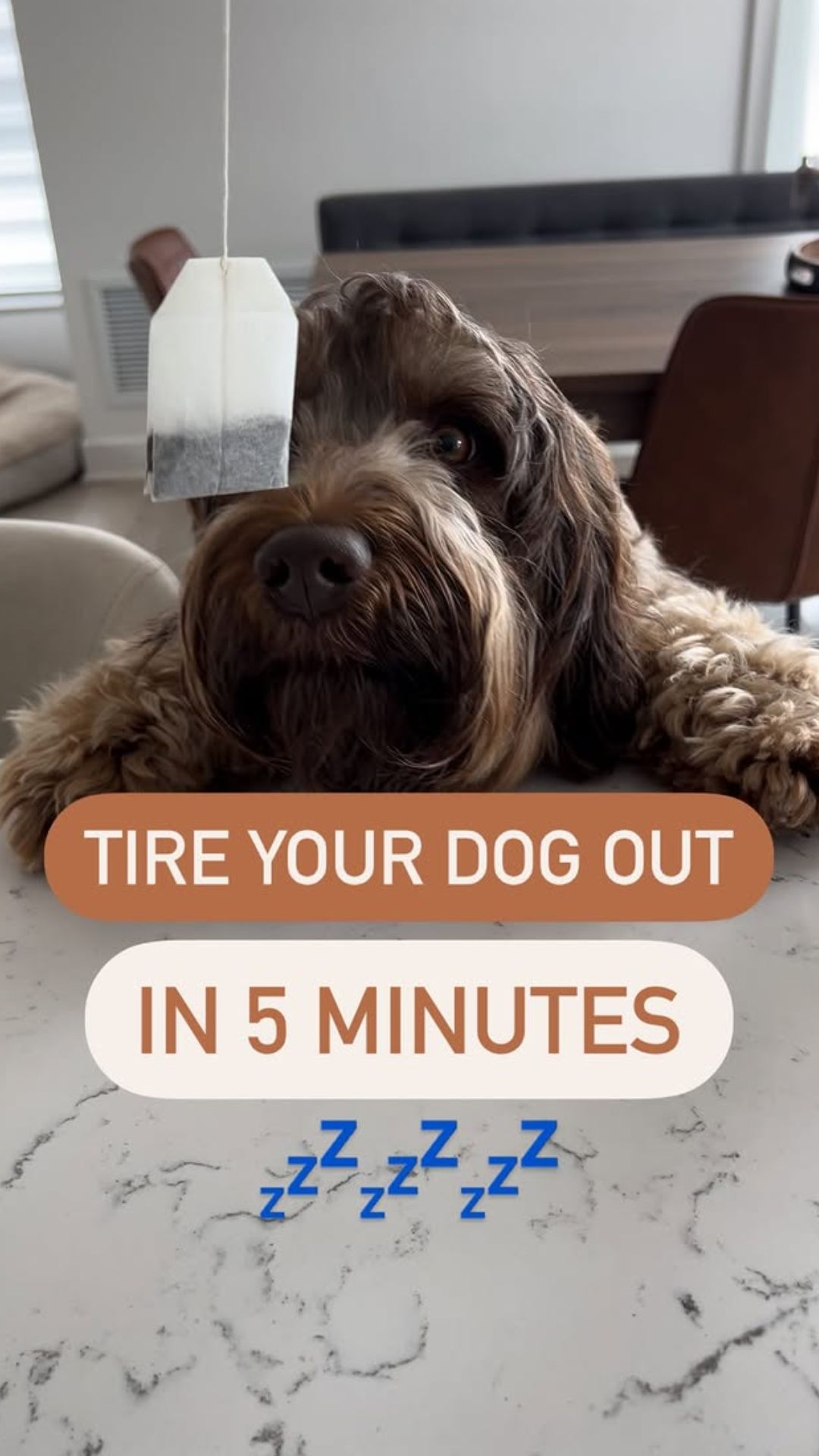 Easy way to tire your dog out using nose work games