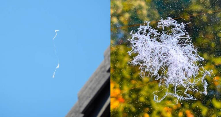 Clumps of spiders are falling from the sky in California in a ...
