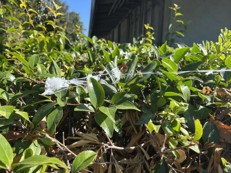 Clumps of spiders are falling from the sky in California in a ...