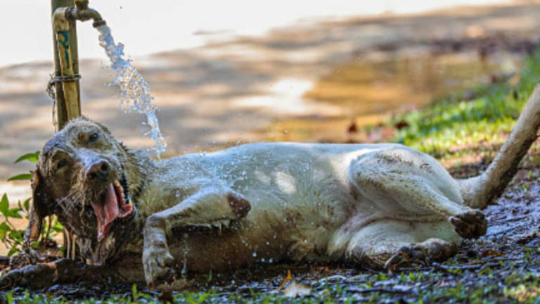 Beat the heat: Keeping pets safe in Hawaiʻi’s summer