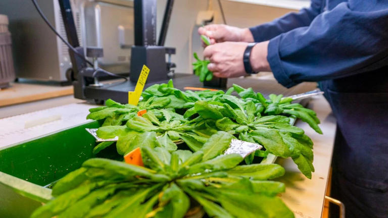 One amino acid may signal the 'point of no return' in dying leaves