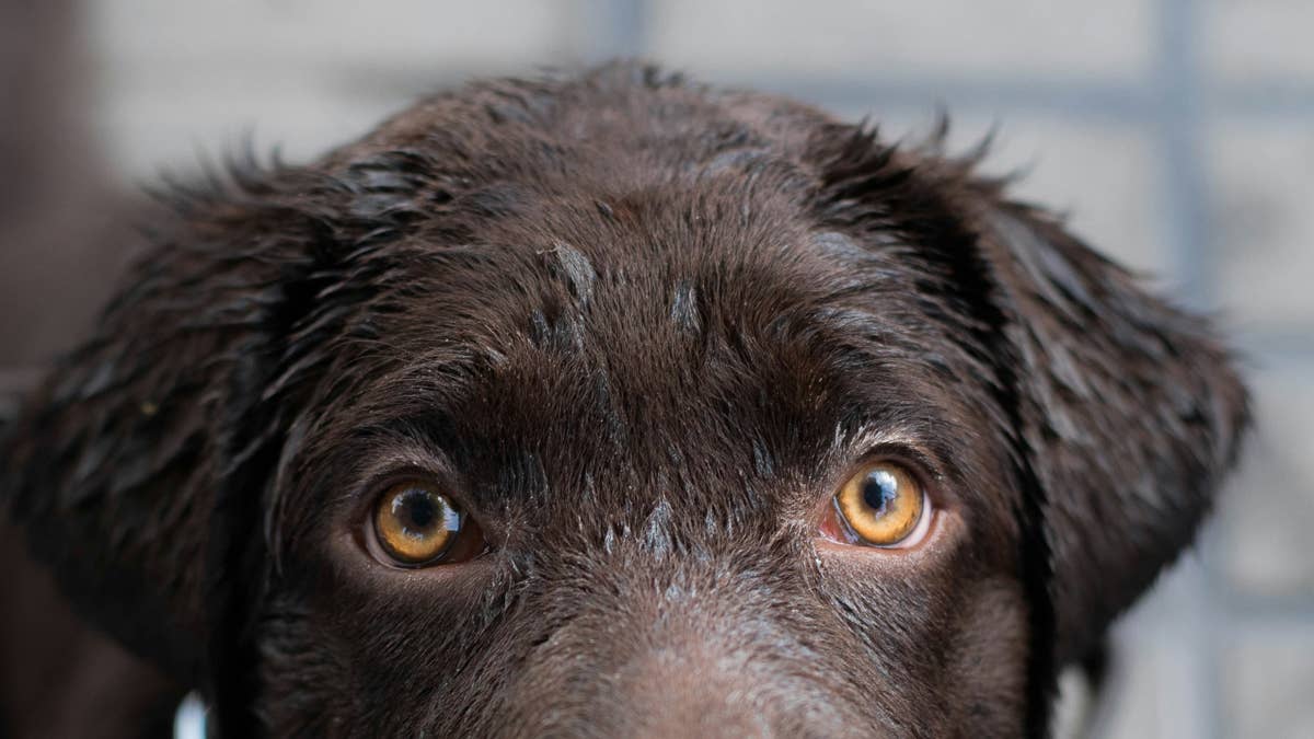Chocolate lab puppy at his first swim lesson is a knock-off Michael Phelps