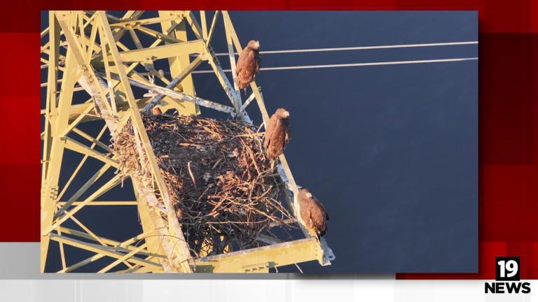 Bald eagle eaglet rescued from FirstEnergy transmission tower in Summit ...