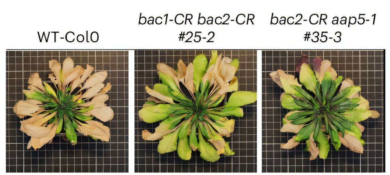 One amino acid may signal the 'point of no return' in dying leaves