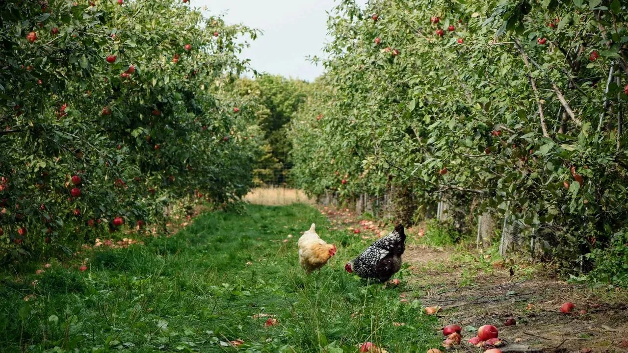 Chop and drop weeds for thriving food forests