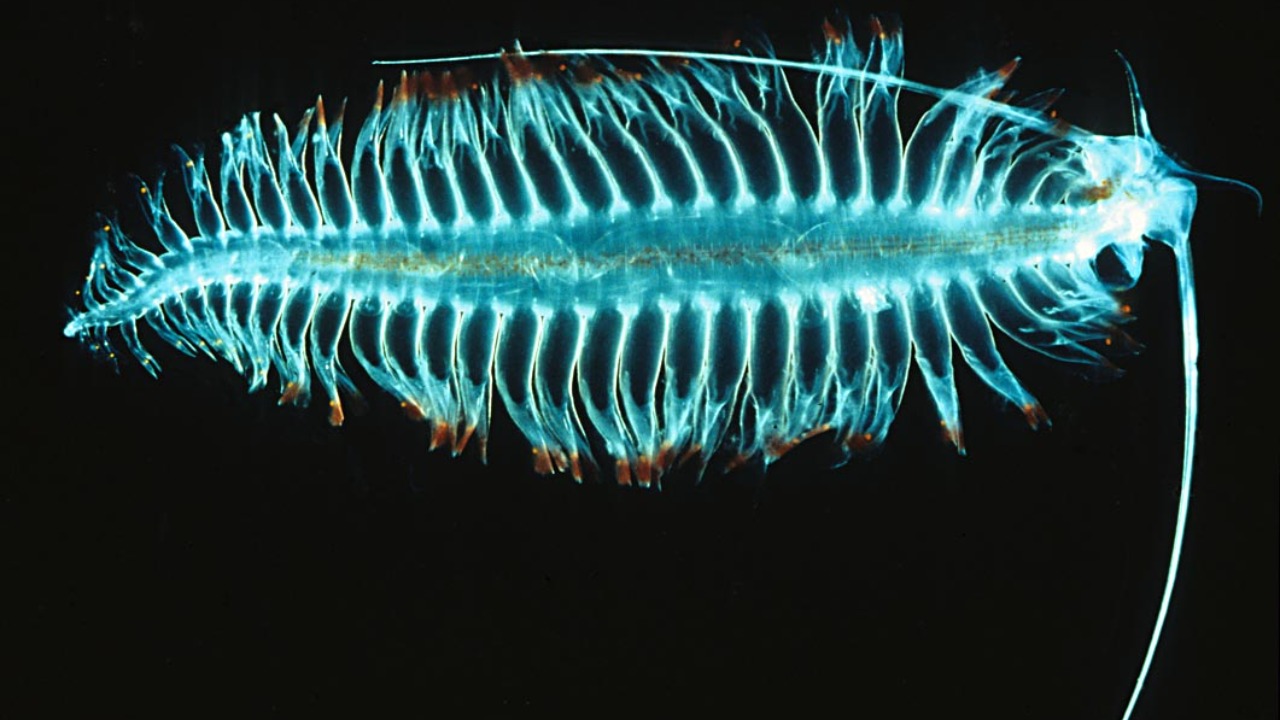 Scientists found 31 new deep-sea creatures off Brazil, from ghostly ...