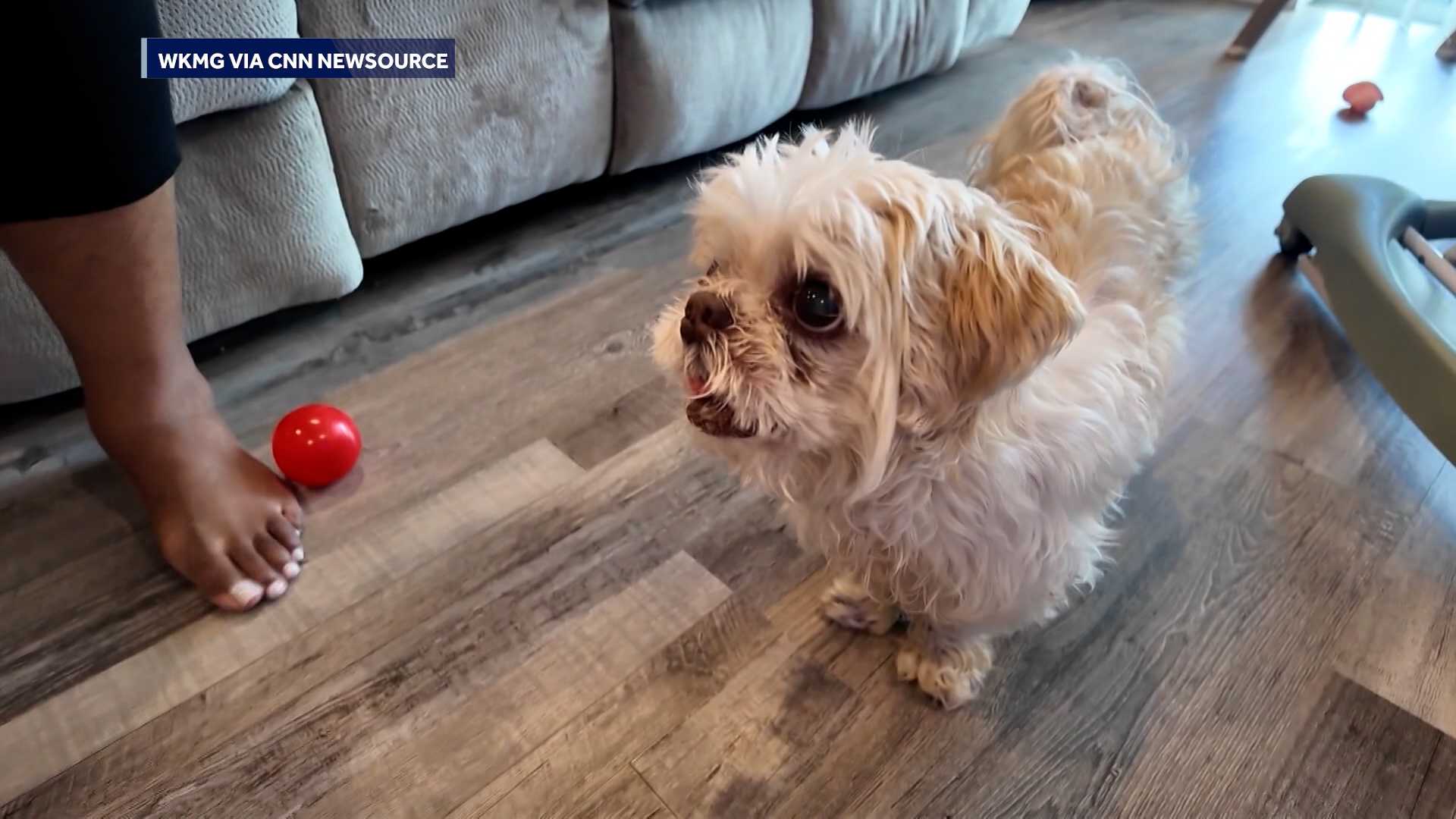 Video: Florida dog found at Long Island police station after months missing