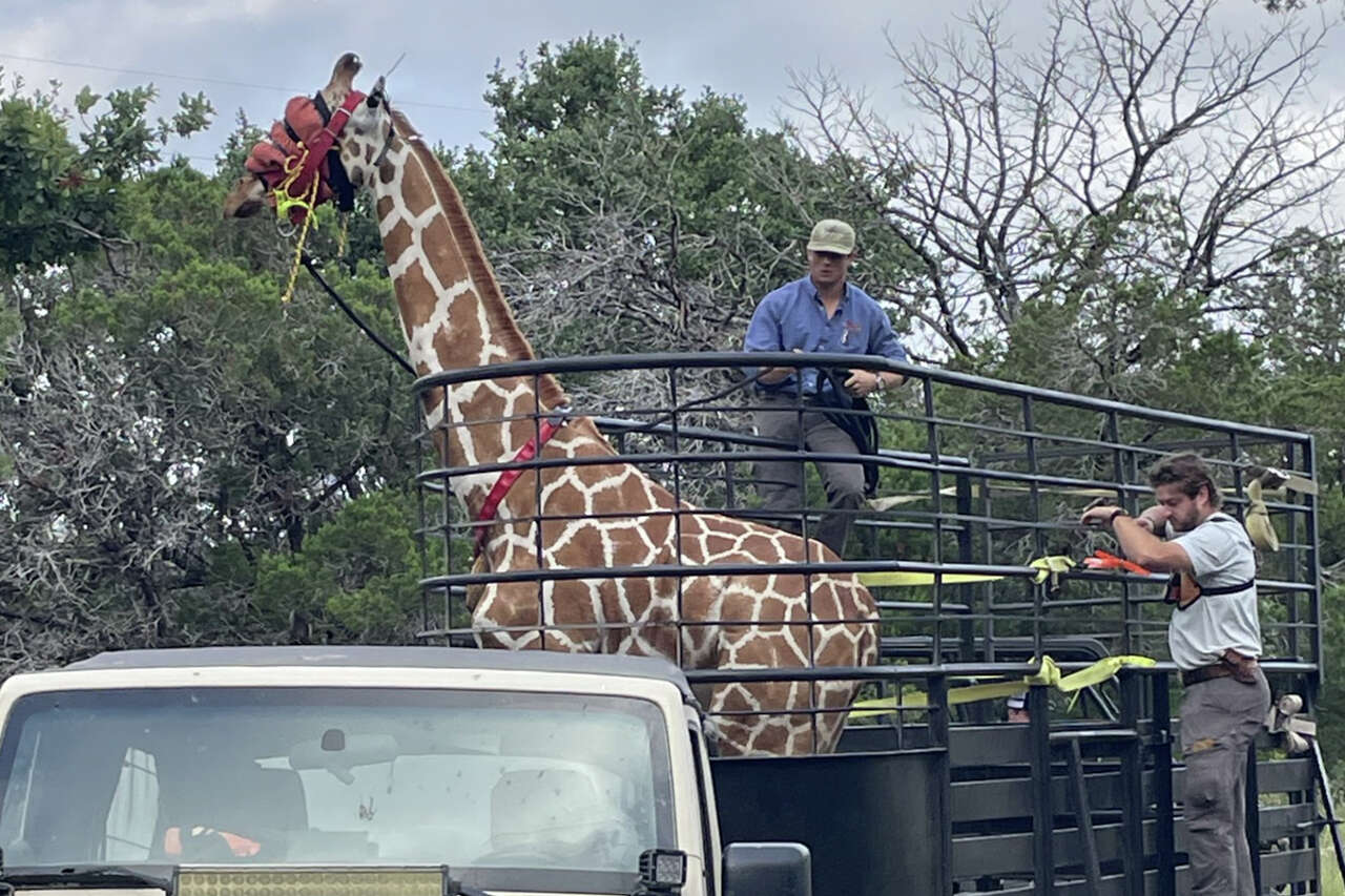 Gracie the giraffe is back home, but she's in time-out until a new ...