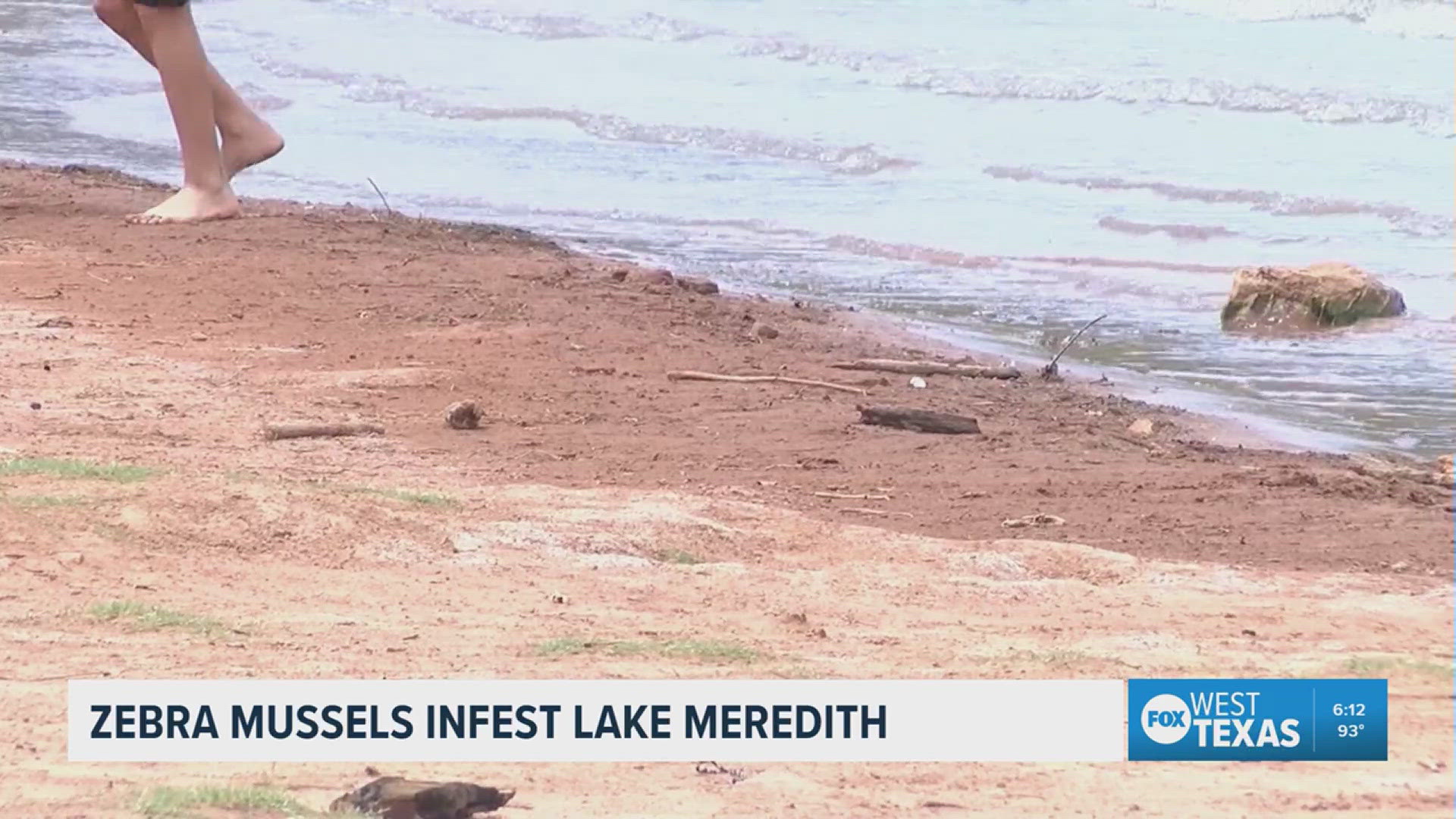Zebra mussels have infested Lake Meredith