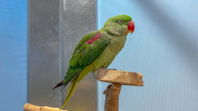 Watching this parrot learn piano might be the motivation you need today