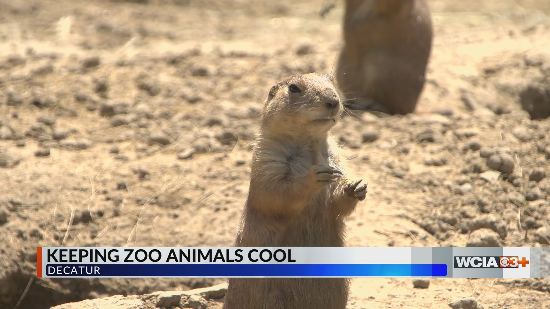 How zoo animals in Macon County are handling the heat