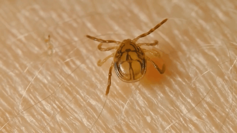 Experts warn tick season is here as summer outdoor activity increases