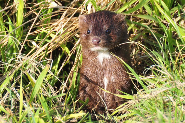 Photos: Cute baby mink rescued in North Bay