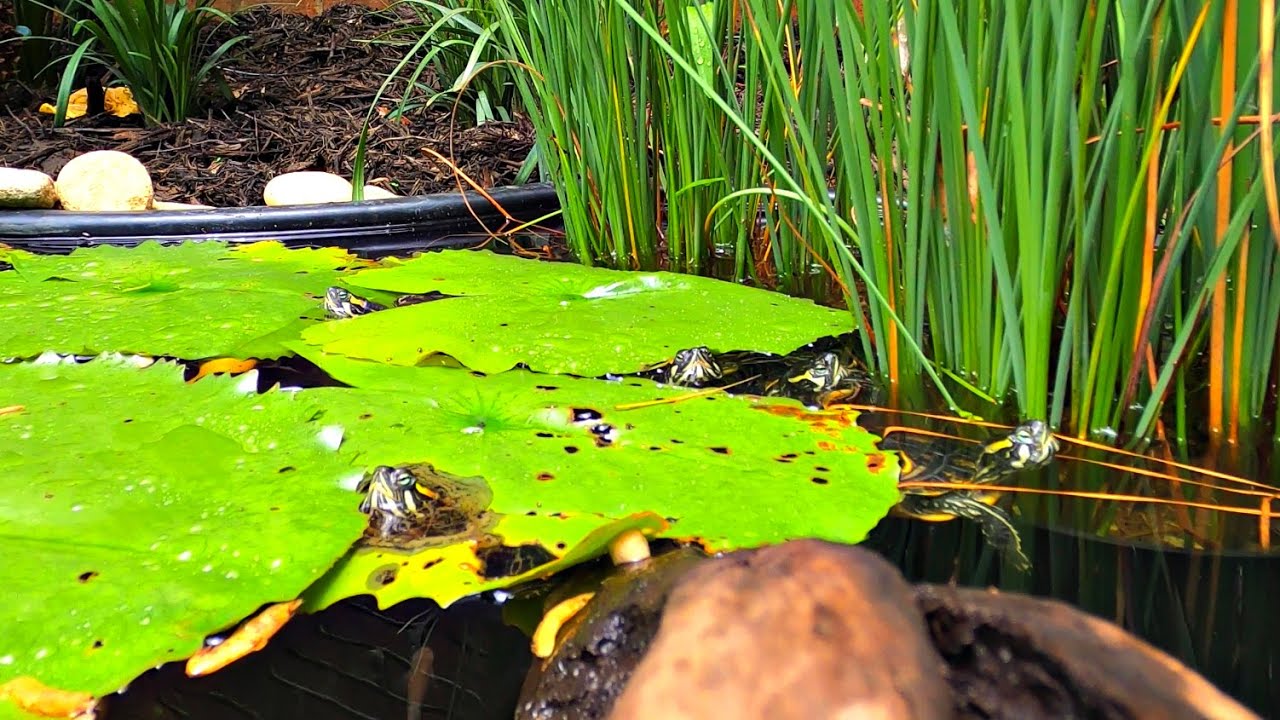 Baby turtles move into the new backyard pond!