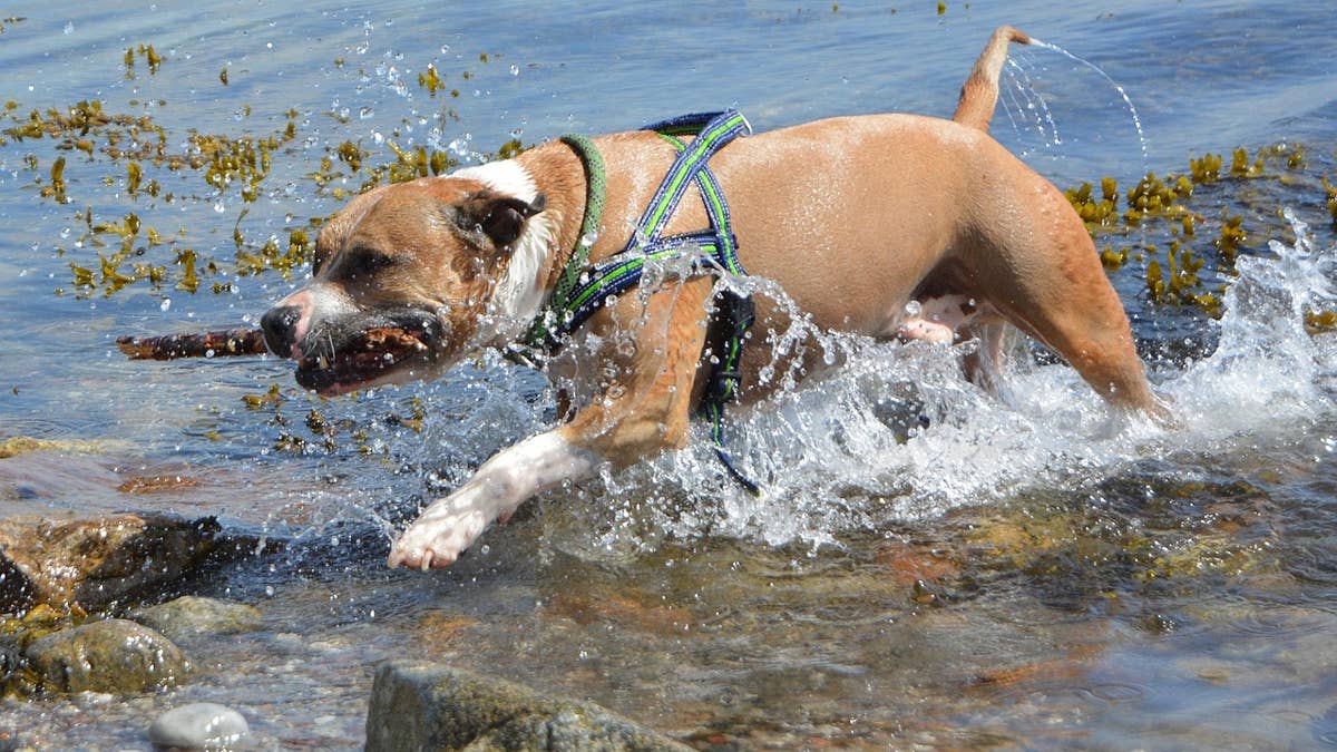 This adorable pittie found the courage to jump into the pool