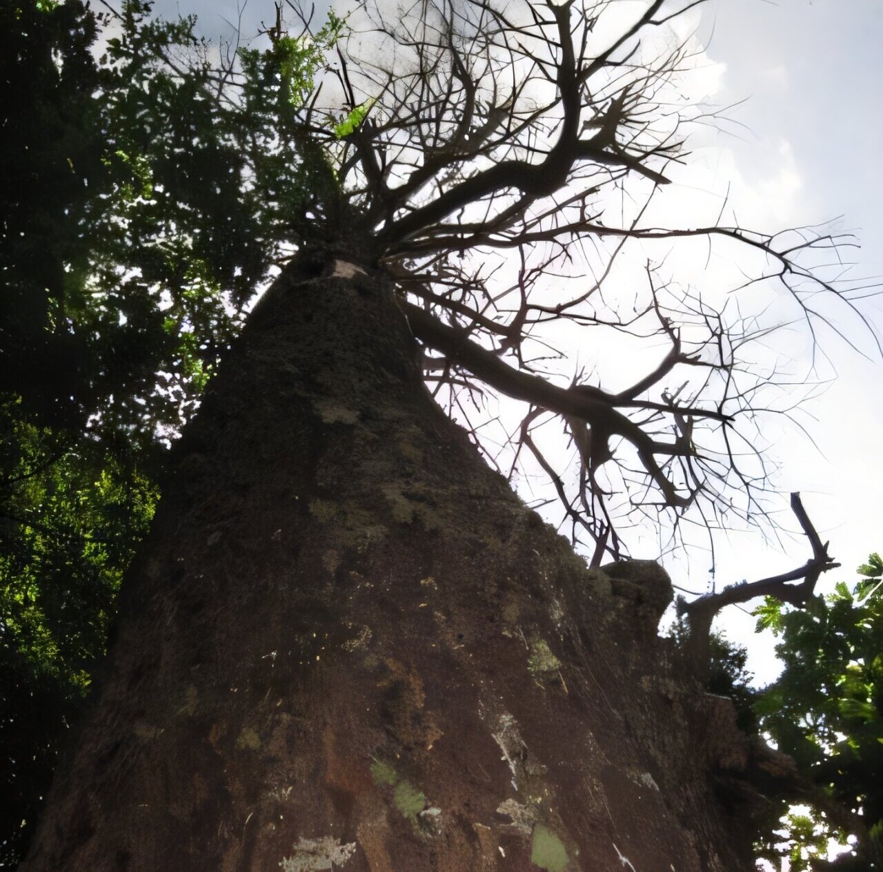 Tree size, not age, may speed habitat recovery for endangered Indiana bats