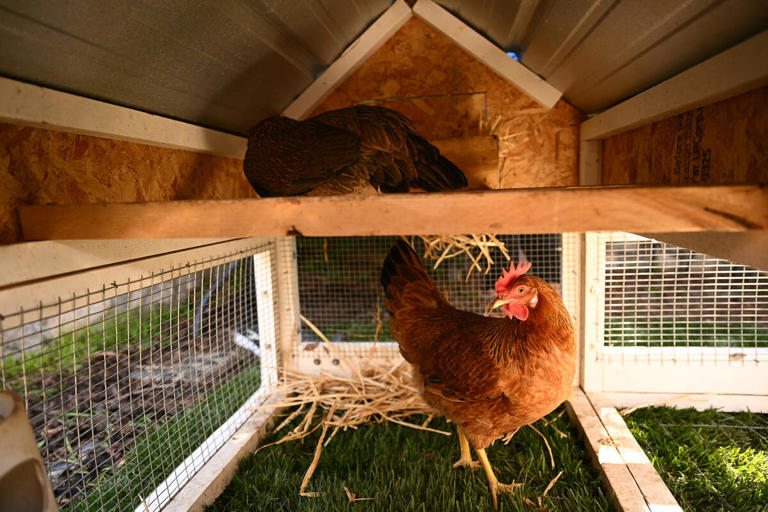 Is raising chickens worth it in 2026? The math says no, but the trend ...