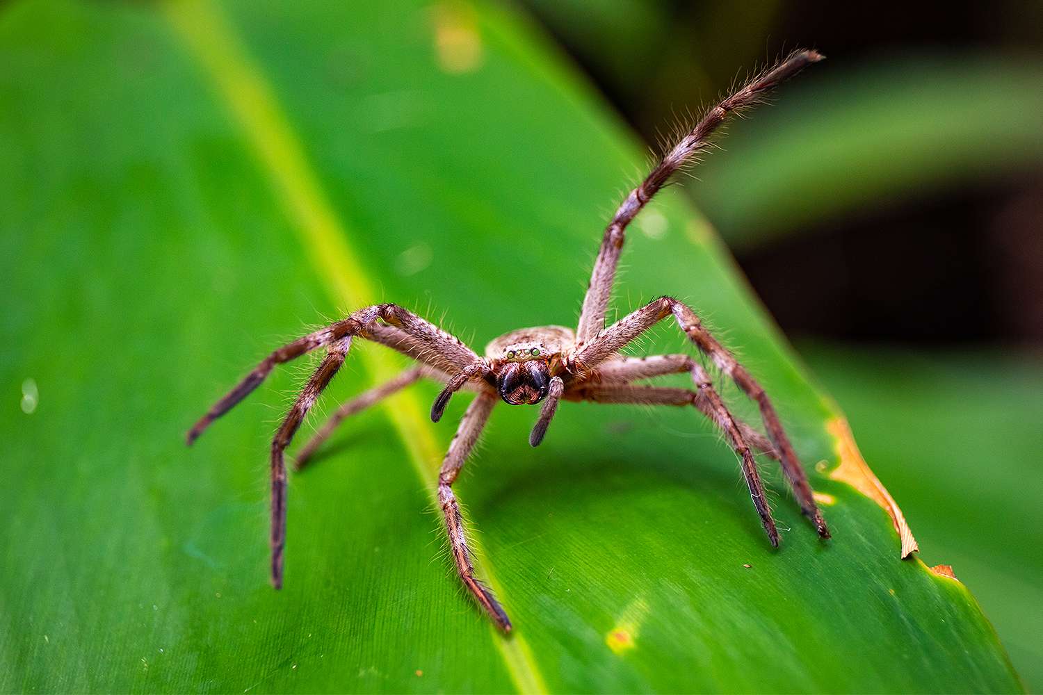 Scientists reveal world's fastest spider, which moves at over 8 mph