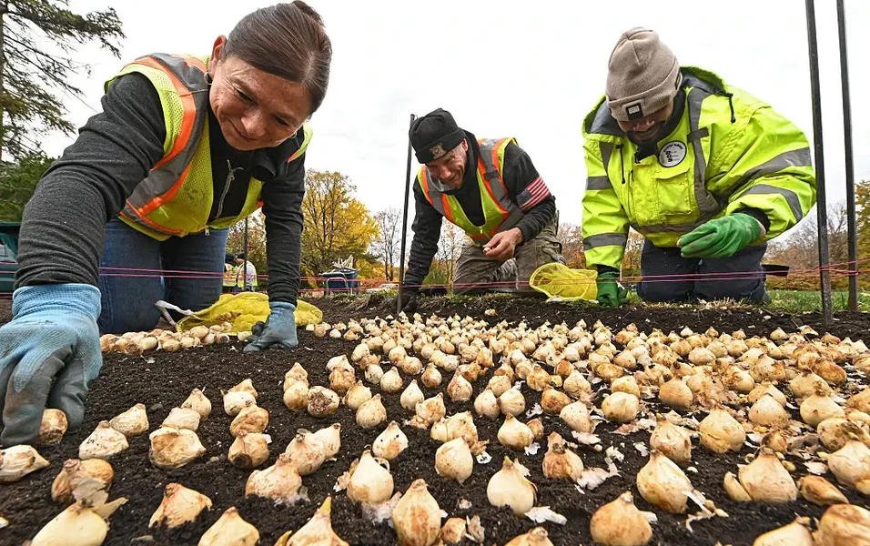 Planting bulbs made simple for dreamy spring blooms
